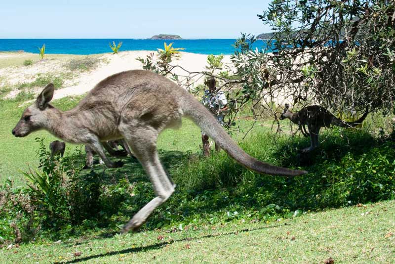 8 Facts About Kangaroo Pouches You Probably Didn't Know - Lucky Kangaroos