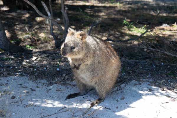 Lucky Kangaroos - Discover Amazing Kangaroo Stories