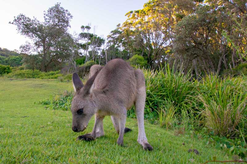 How Tall Do Kangaroos Get? (Based On 11 Examples) - Lucky Kangaroos